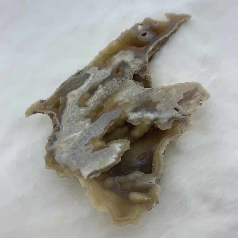 Florida Stone (versteend koraal) - De Groene Linde