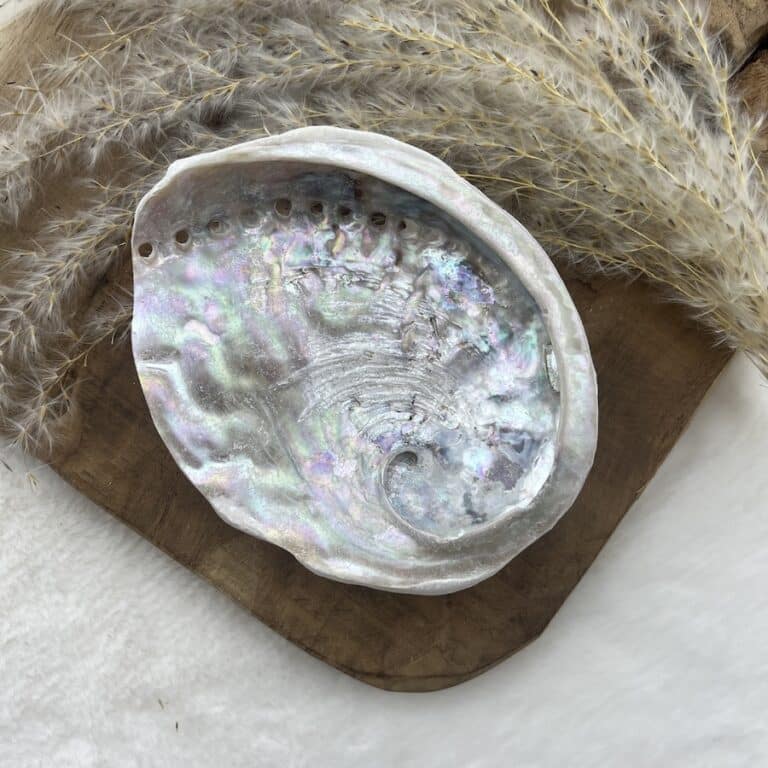 Abalone schelp 10 cm - De Groene Linde